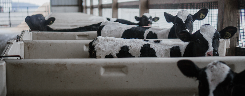 The Impact of Livestock Farming Technology in Animal Agriculture